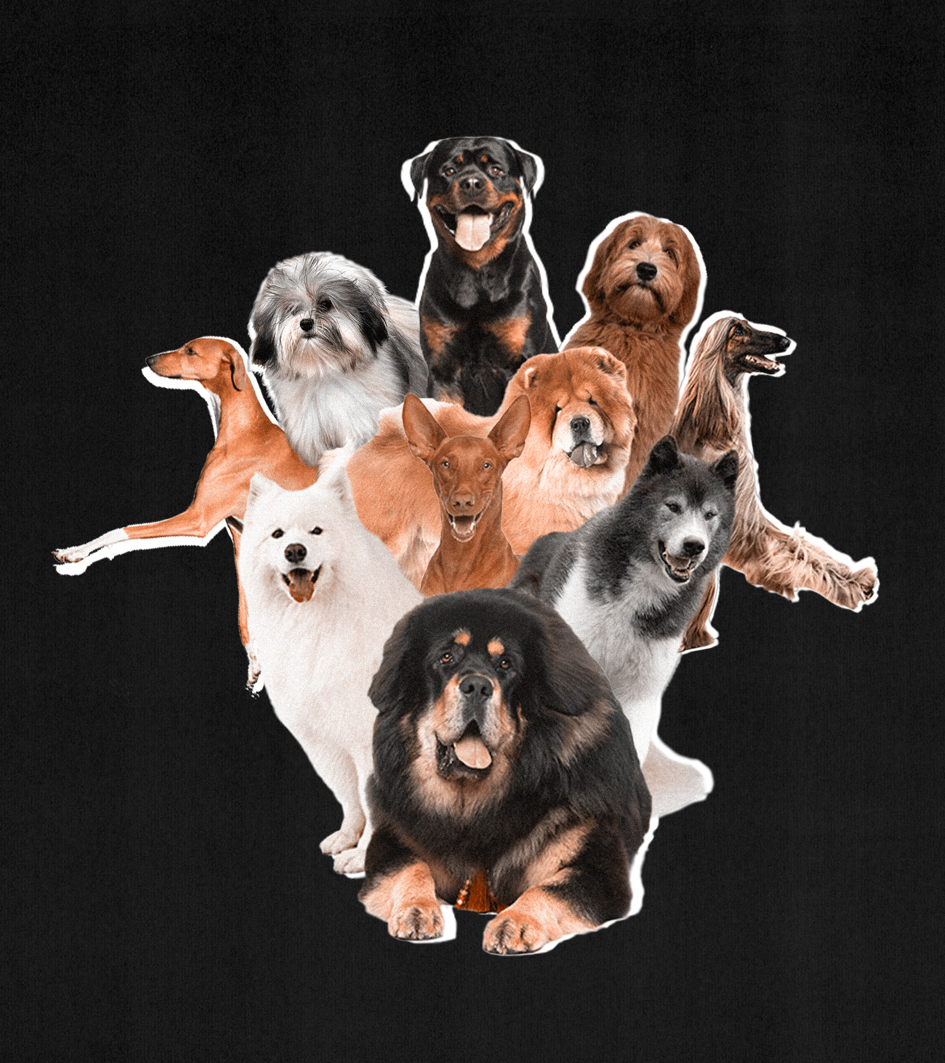 Perros de luxe: la fiebre de los perros de marca | Actualidad Económica