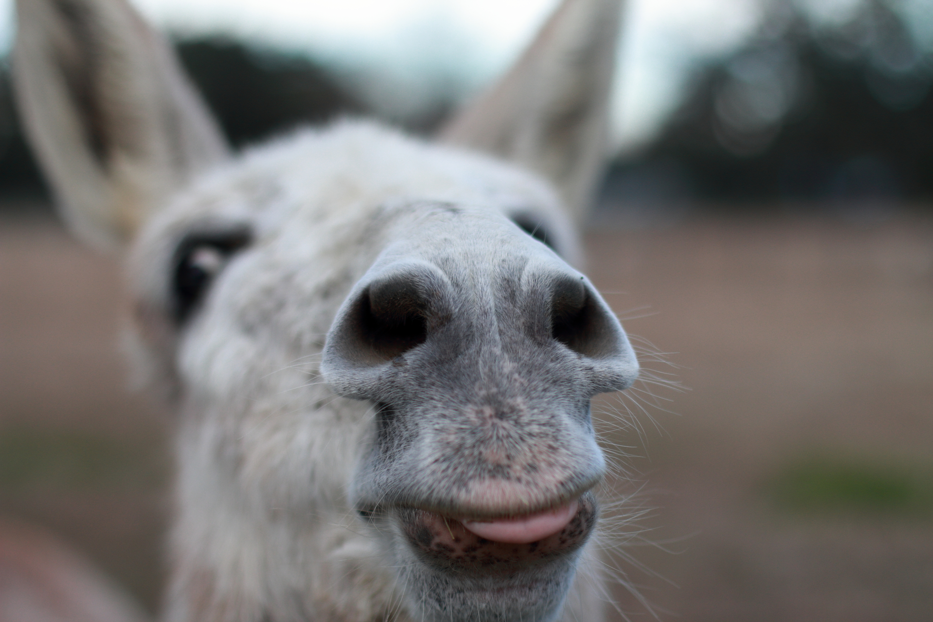 El otro mejor amigo de la humanidad: el burro ya era doméstico hace 7. ...