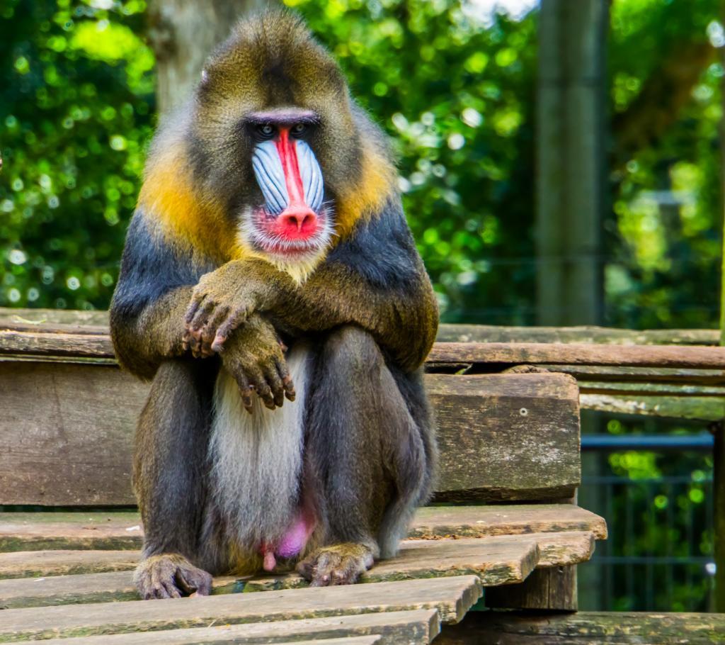 Un mandril con mandil | Cataluña