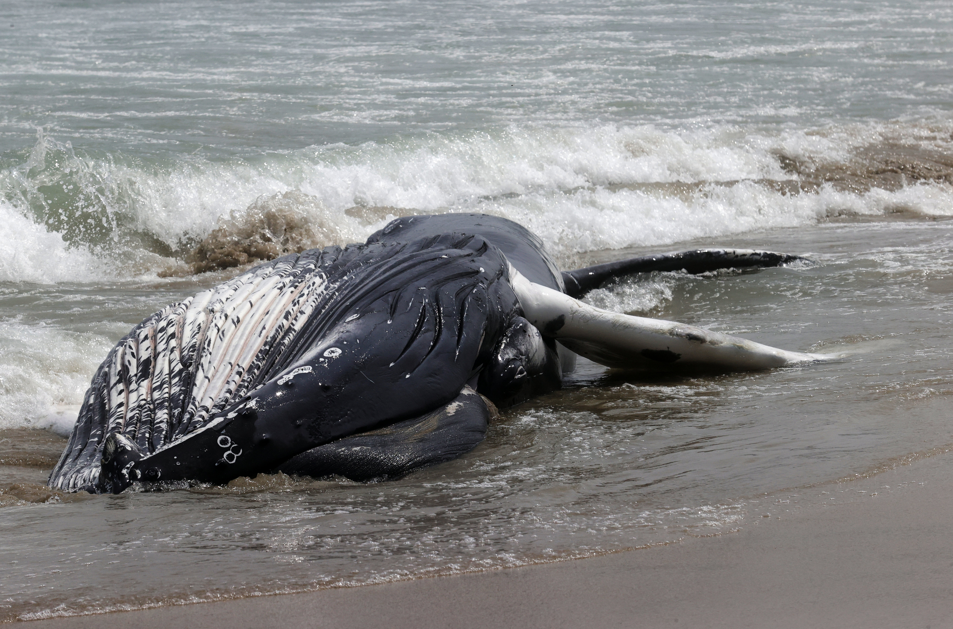 Aparece una ballena jorobada de casi 10 metros varada en una playa de ...