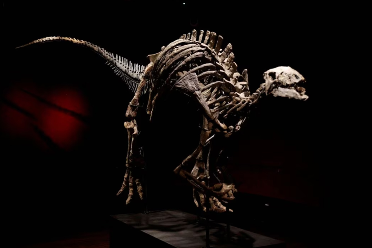 'Barry', el dinosaurio jurásico de 150 millones de años que será ...