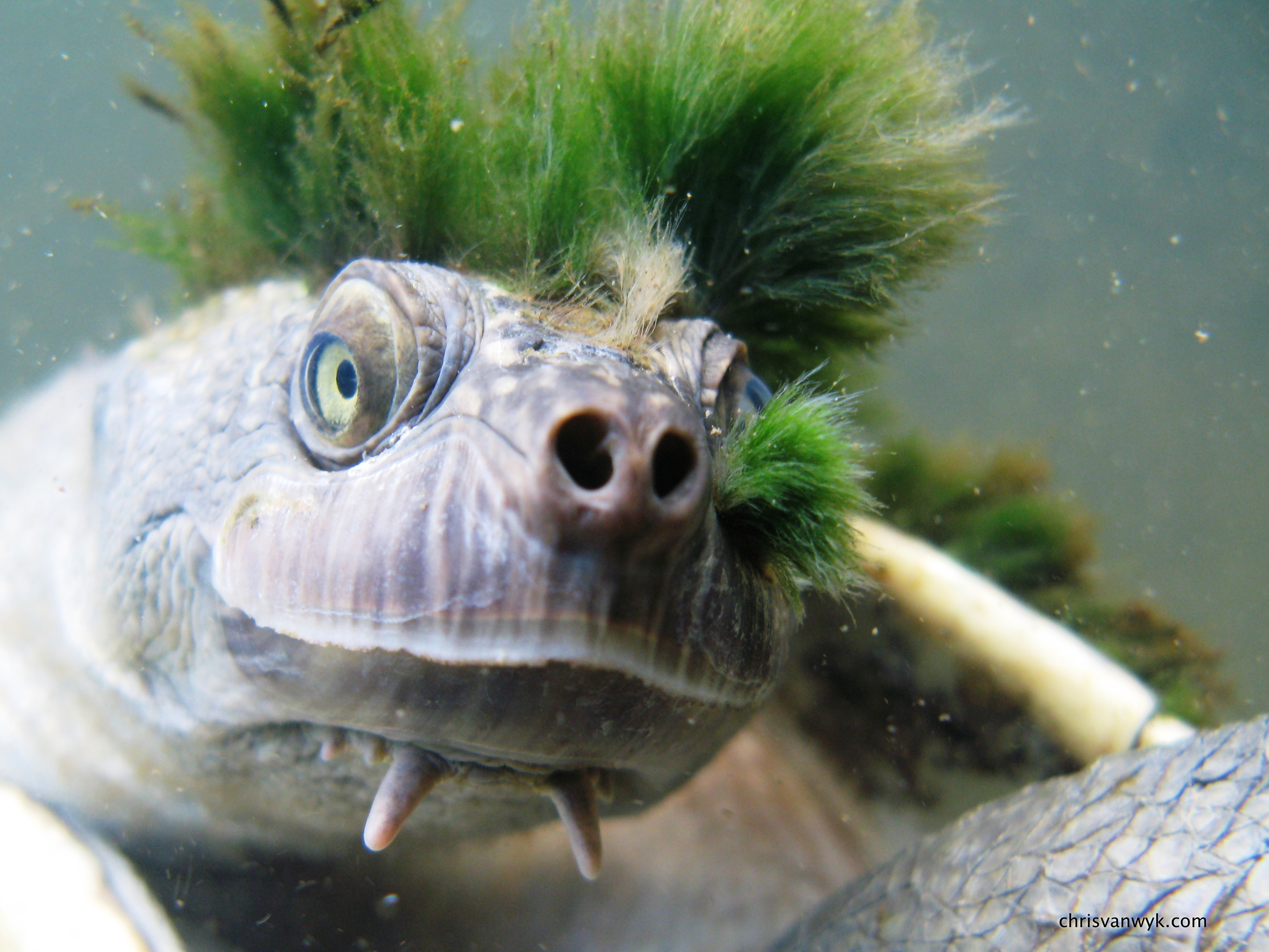 La tortuga 'punk' y otras criaturas 'secretas' de millones de años a ...