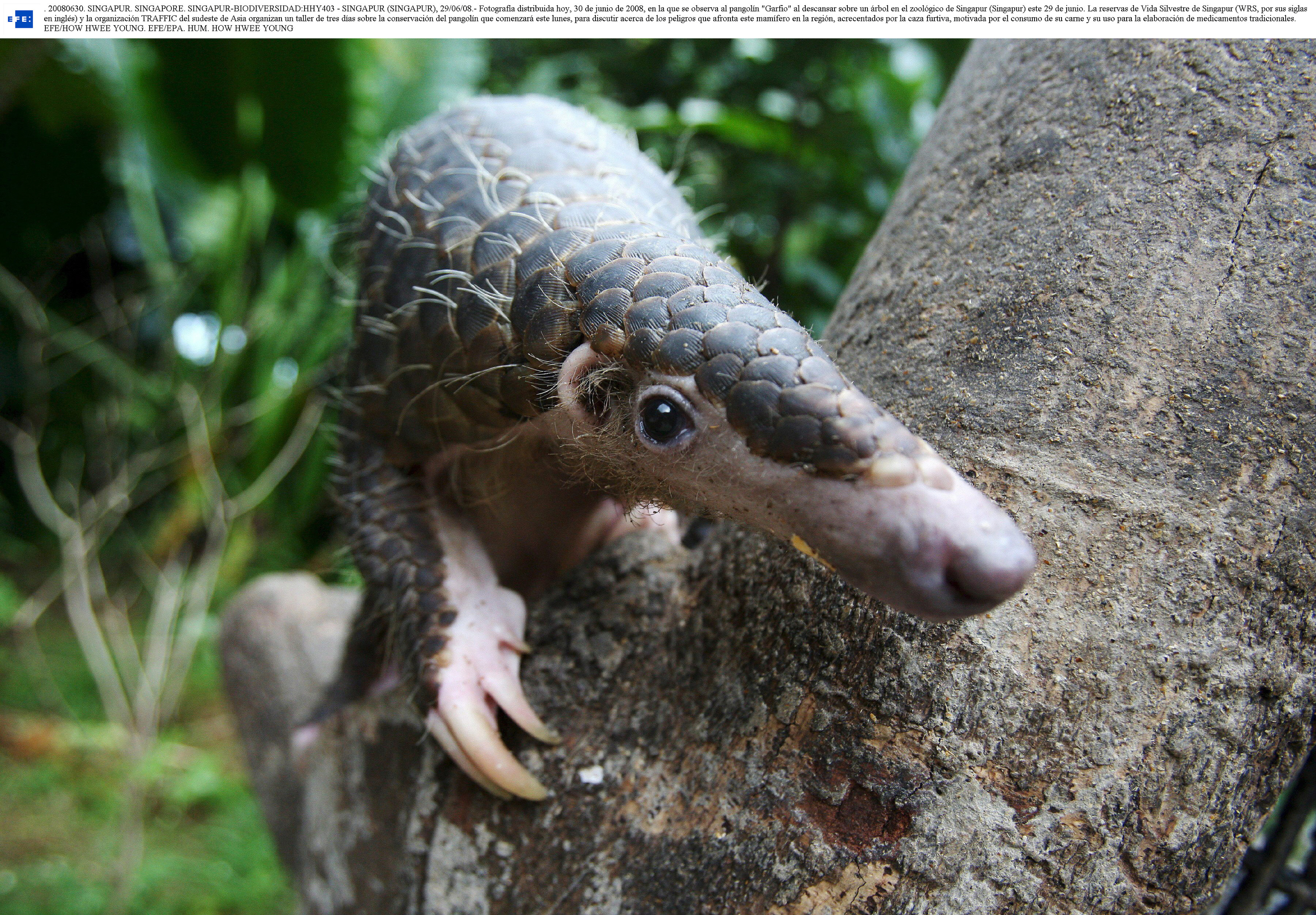 Descubren un nueva especie de pangolín en China | Medio Ambiente
