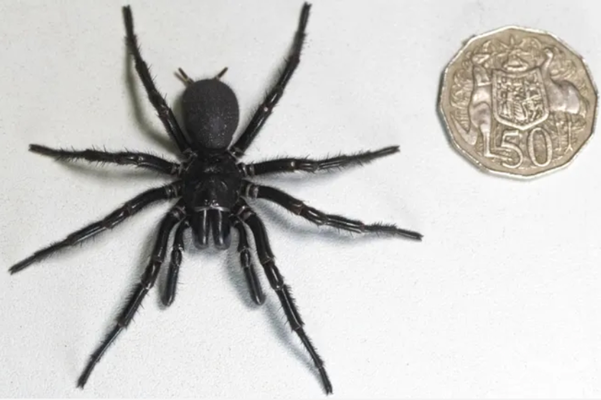 Encuentran en Australia una inusual araña venenosa de casi 8 ...