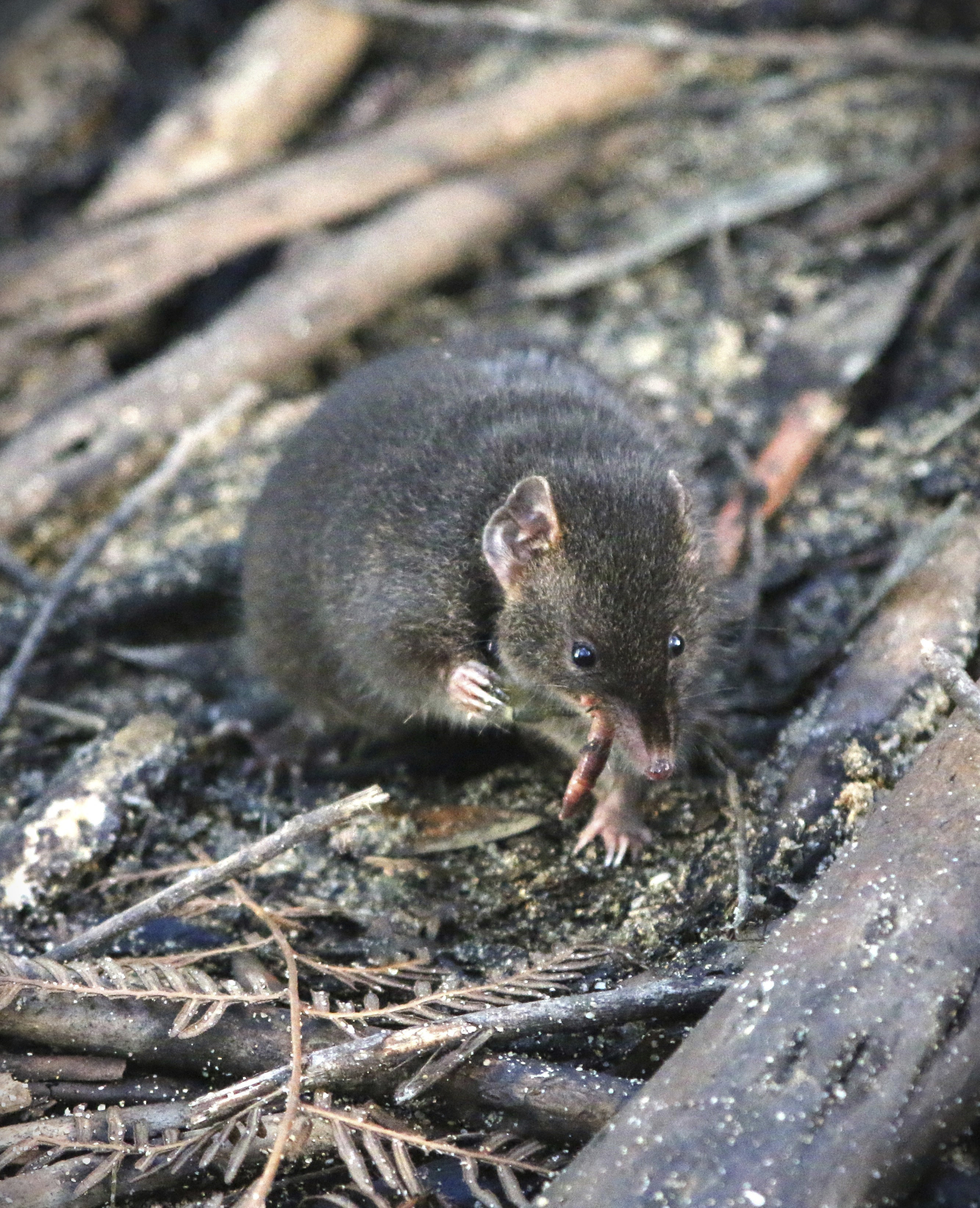 Un ratón australiano deja de dormir por su adicción al sexo | Medio ...