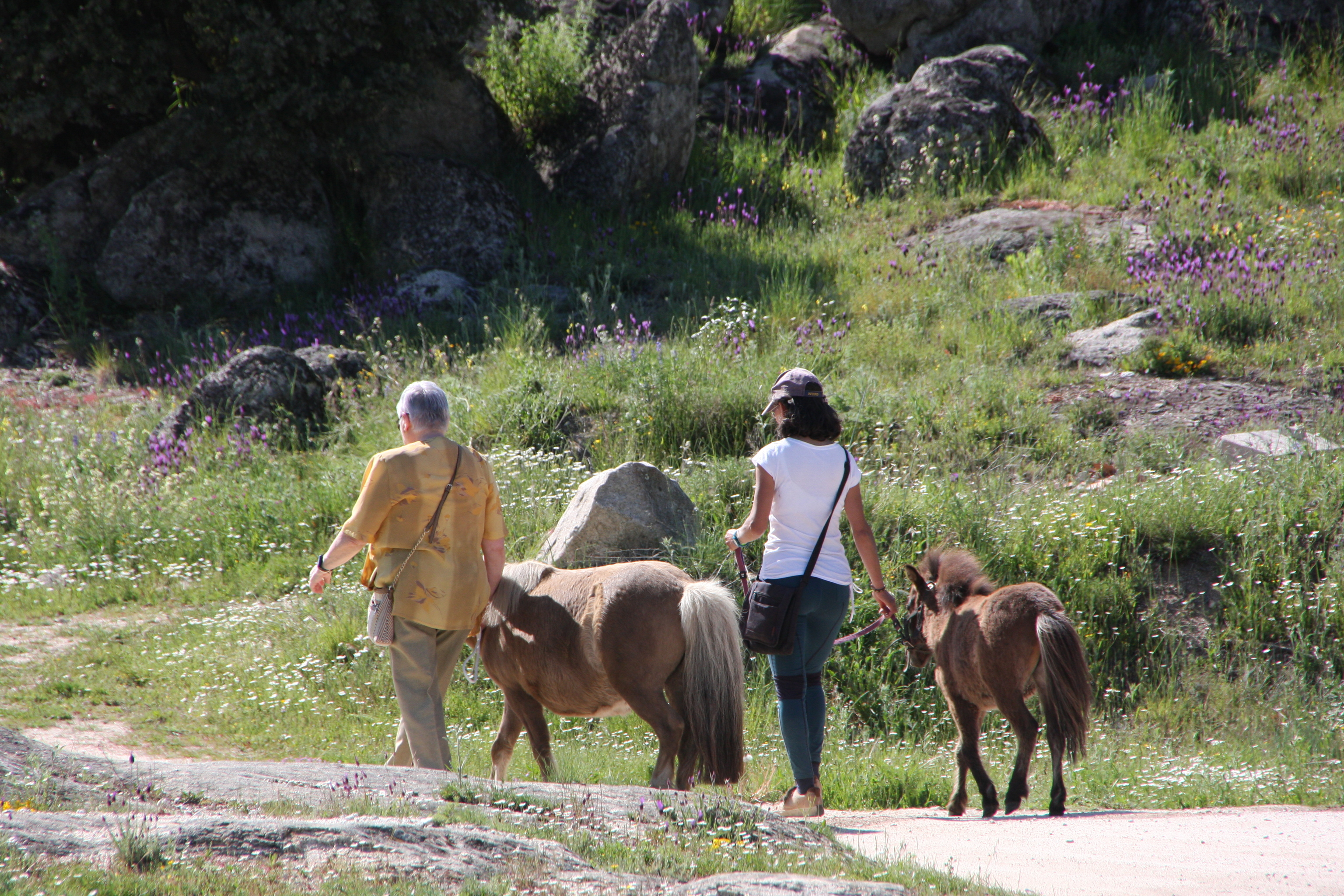 Equinoterapia paseando con ponis: "Potencia la concentración, la ...