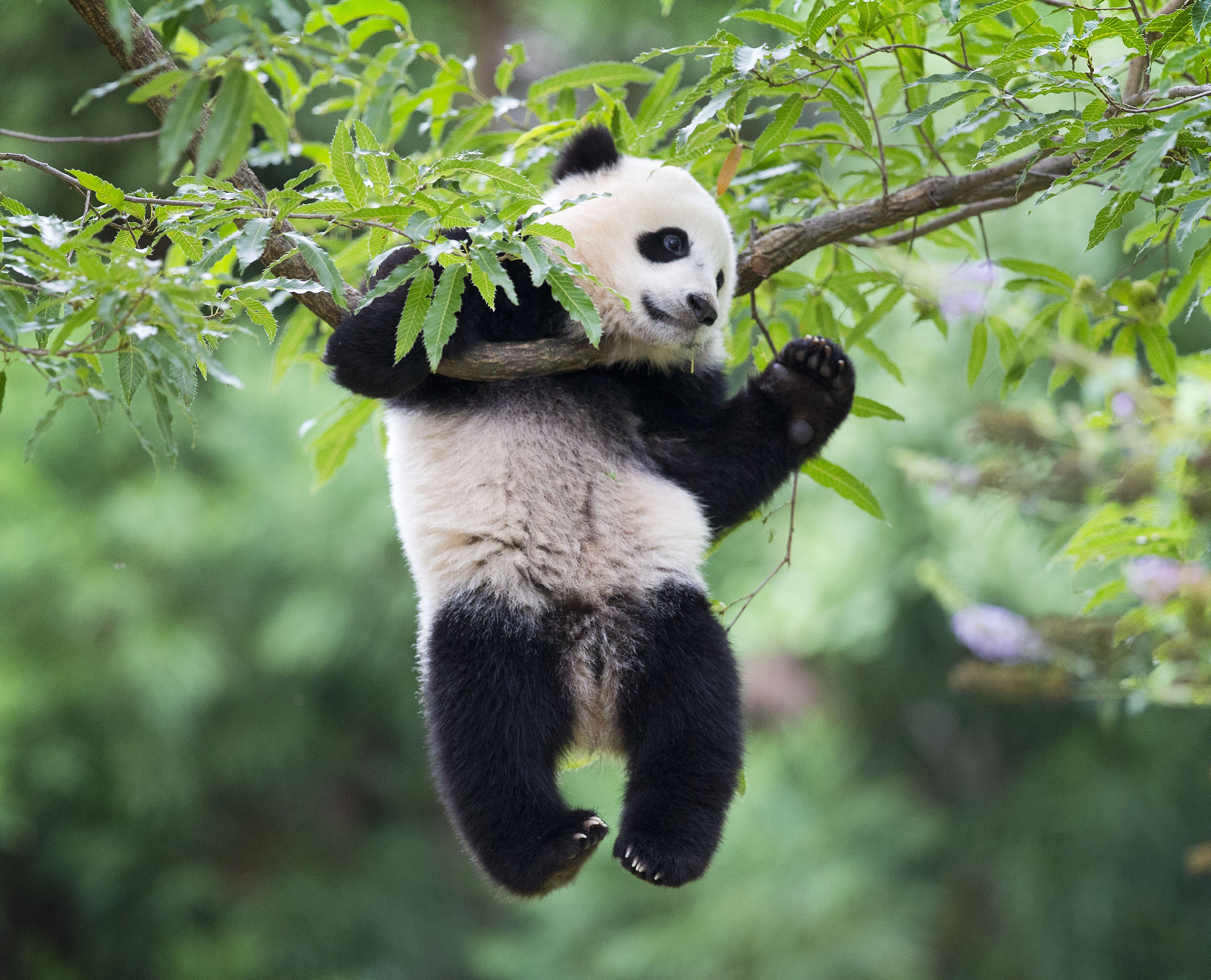 El envío de dos osos a Washington reanuda la diplomacia del panda de ...