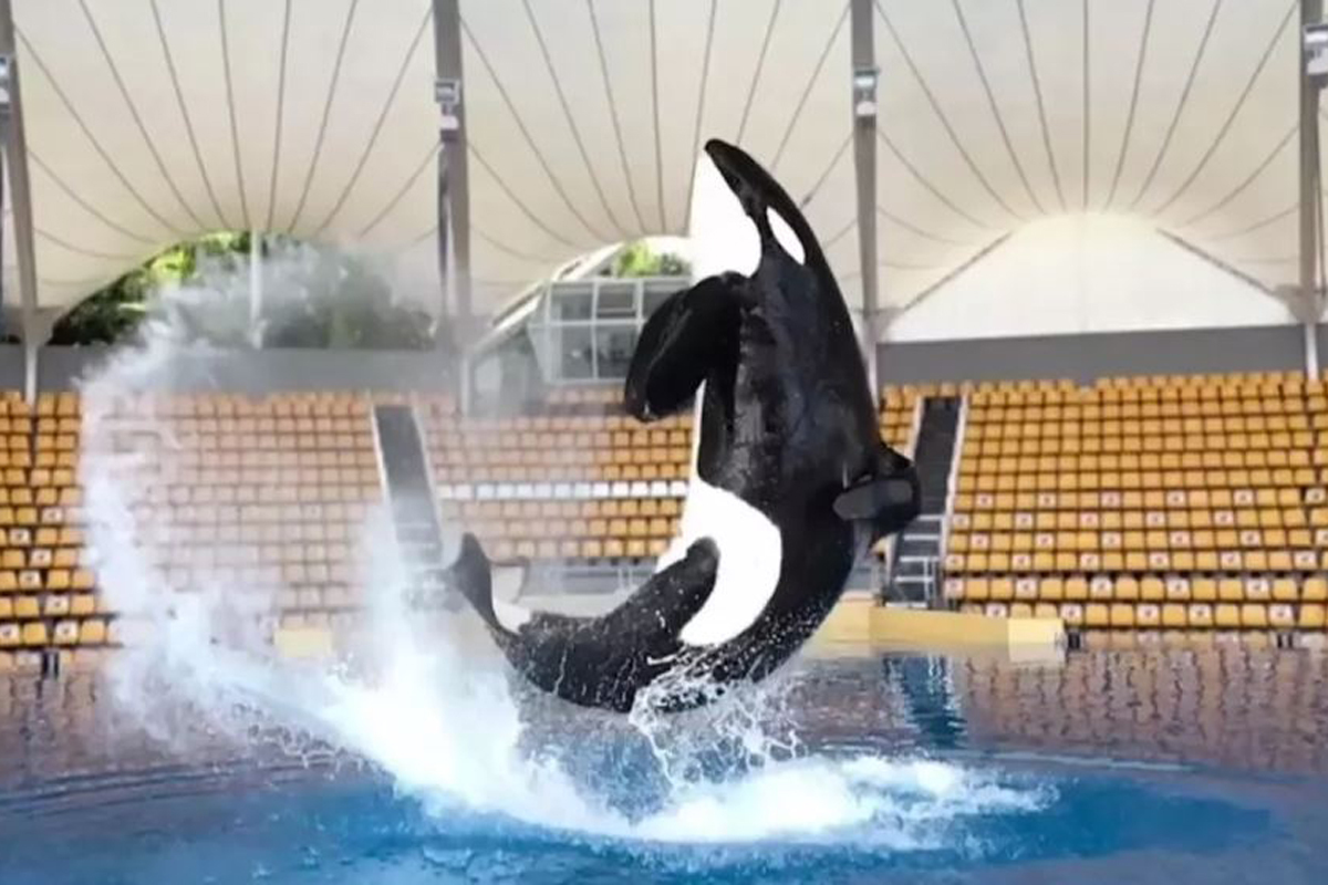 Muere Keto, la orca que llegó a Loro Parque (Tenerife) desde Orlando ...