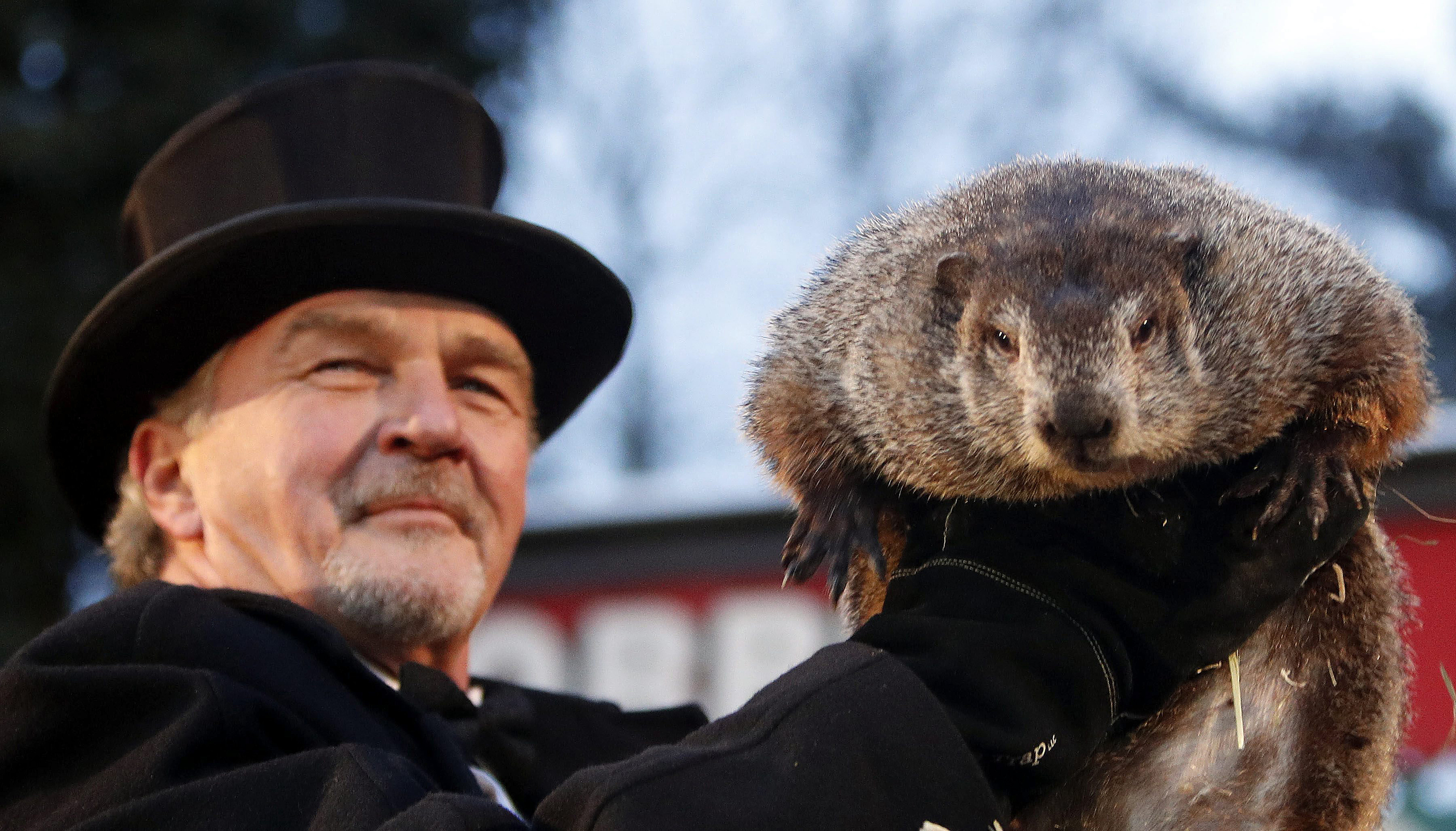 La famosa marmota Phil predice que el invierno será más largo de lo ...