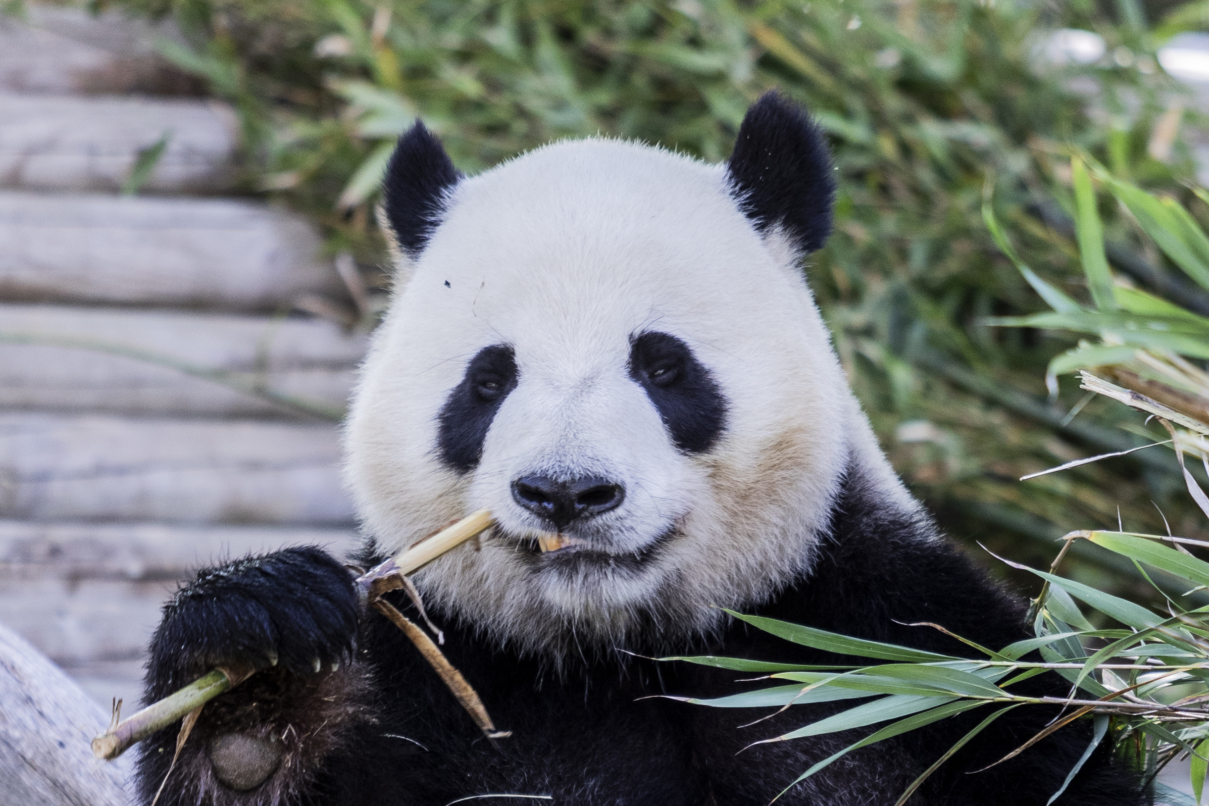 El feliz primer aniversario en Madrid de la nueva pareja de osos panda ...