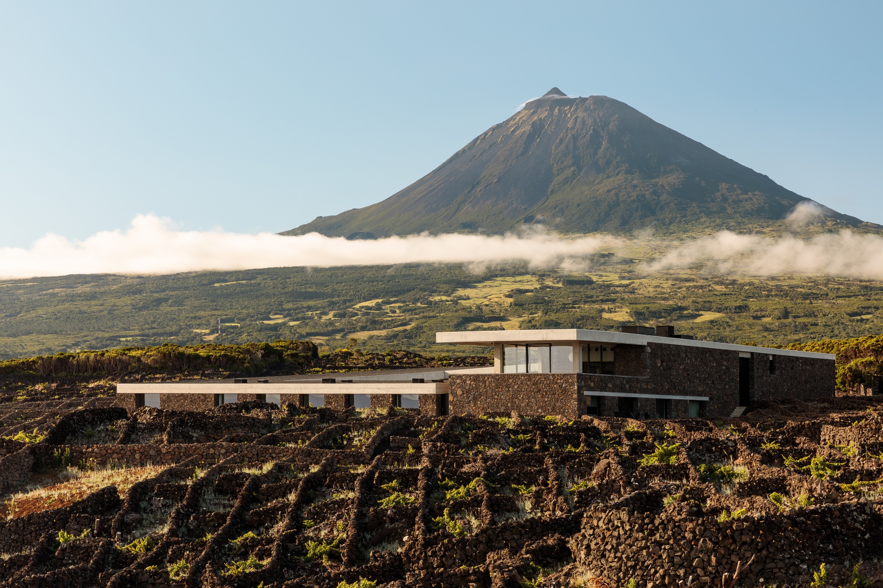 Cinco vinos isleños, nacidos entre olas y volcanes, que merece la pena ...