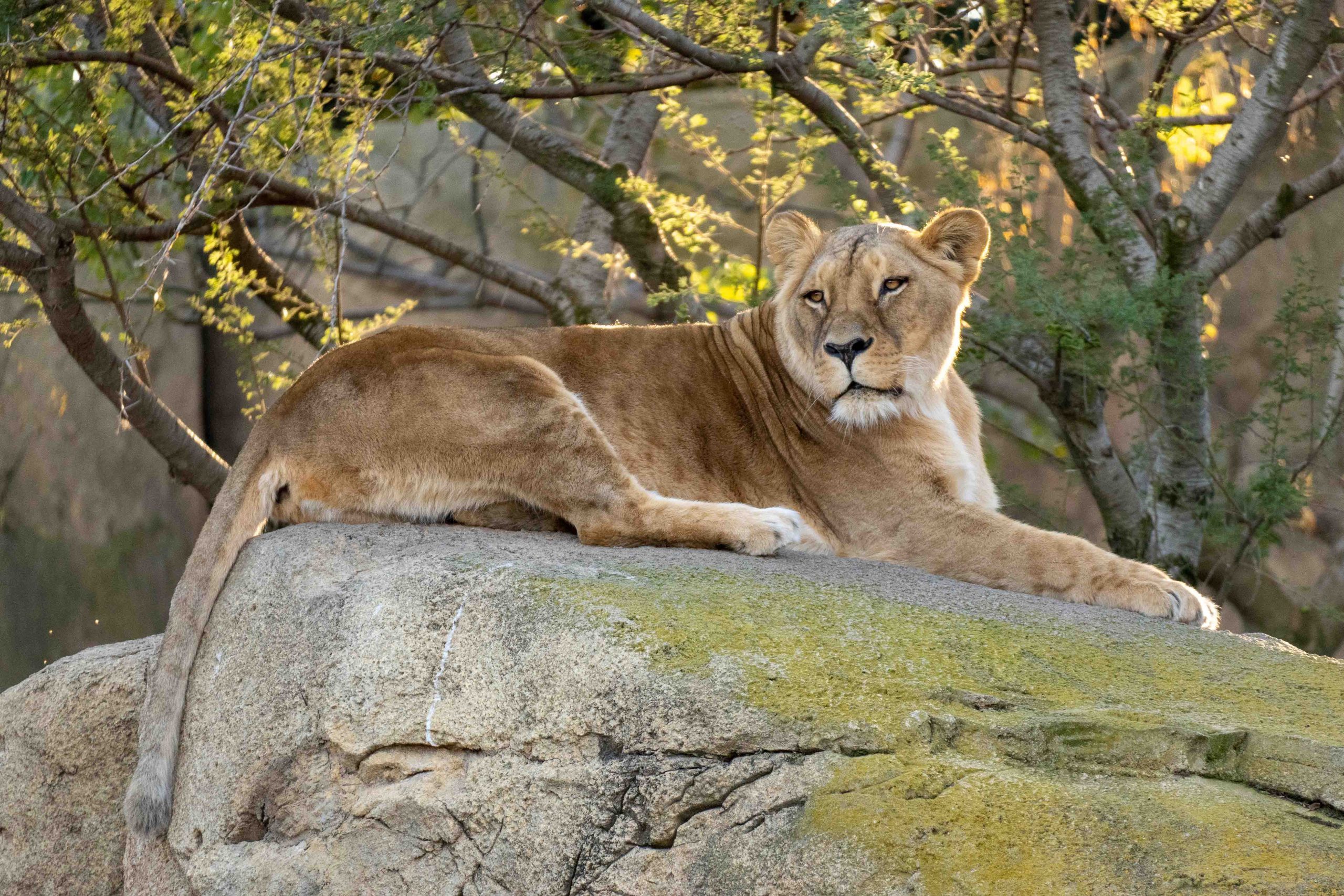 Muere Luana, la leona de 20 años de Bioparc Valencia | Comunidad Valenciana