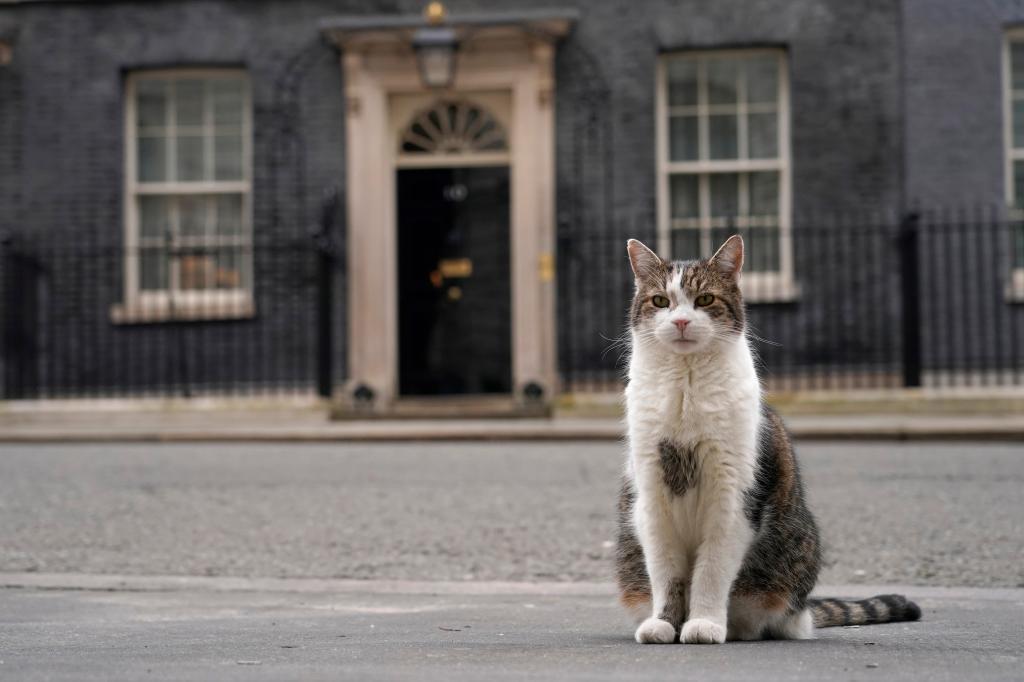 Larry, el gato que ha estado más tiempo en el poder que cualquier ...