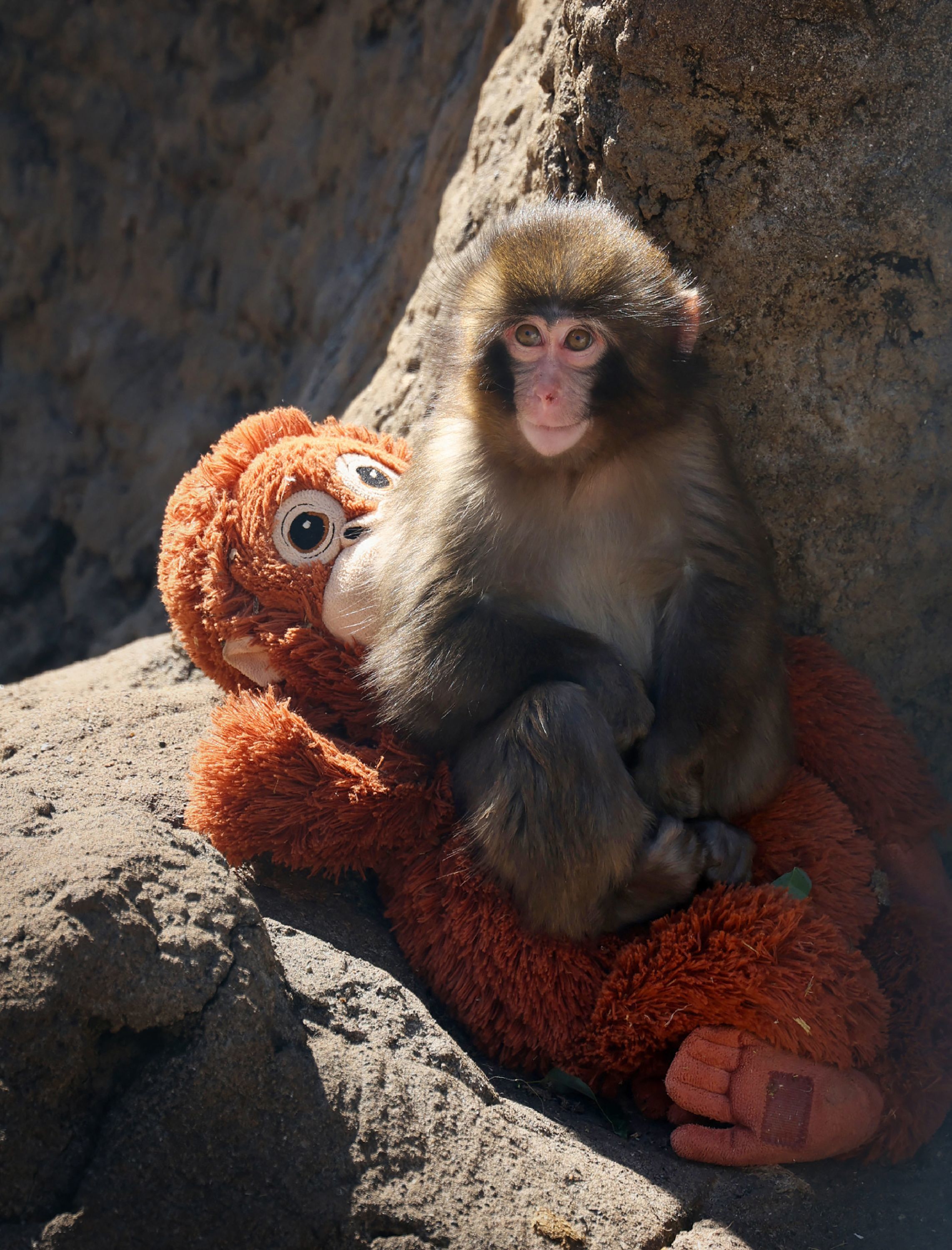 Mono Punch: El rechazado mono bebé japonés que abrazó un peluche de ...