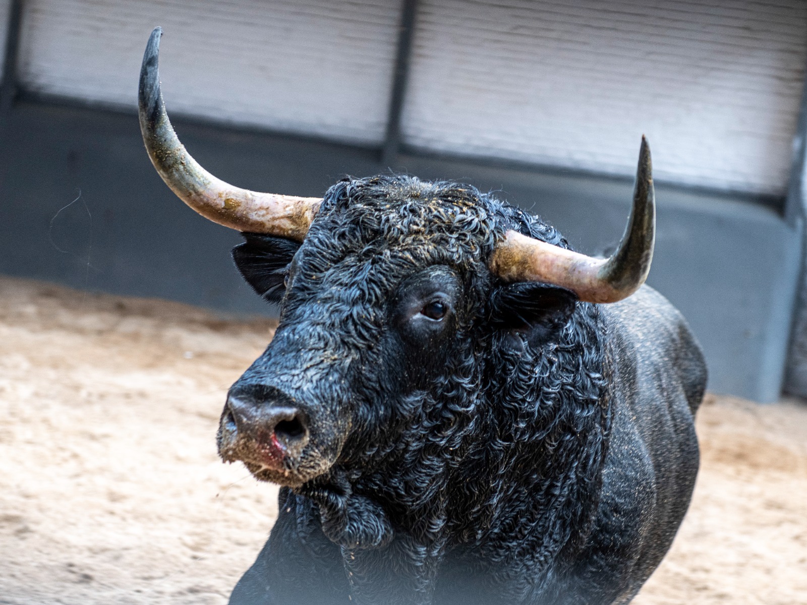 Cuadri abre la temporada en Las Ventas con las señas de identidad de su ...